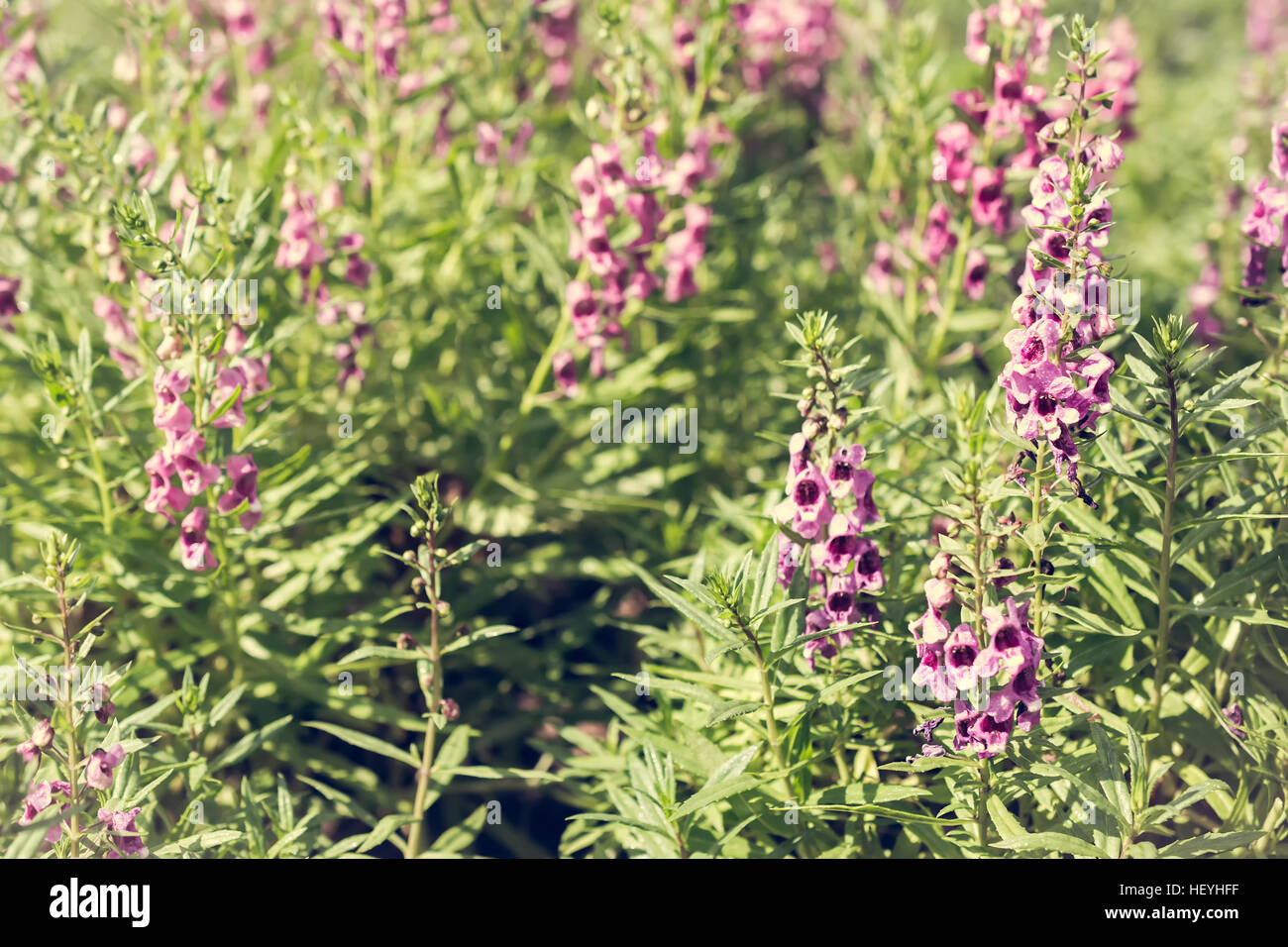 Selective focus Purple flower in park tone warm summer style Stock ...