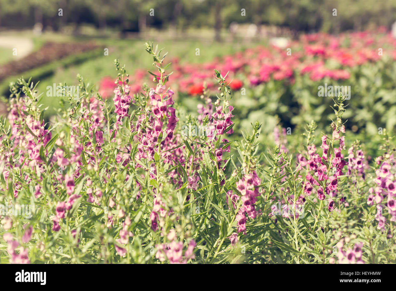 Selective focus Purple flower in park tone warm summer style Stock ...