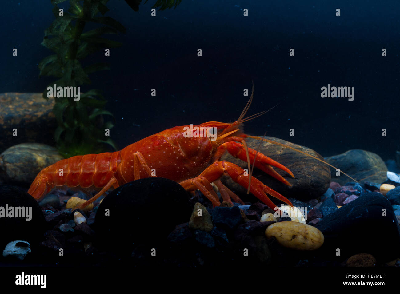 Mexican Orange Crayfish in the fish tank Stock Photo - Alamy