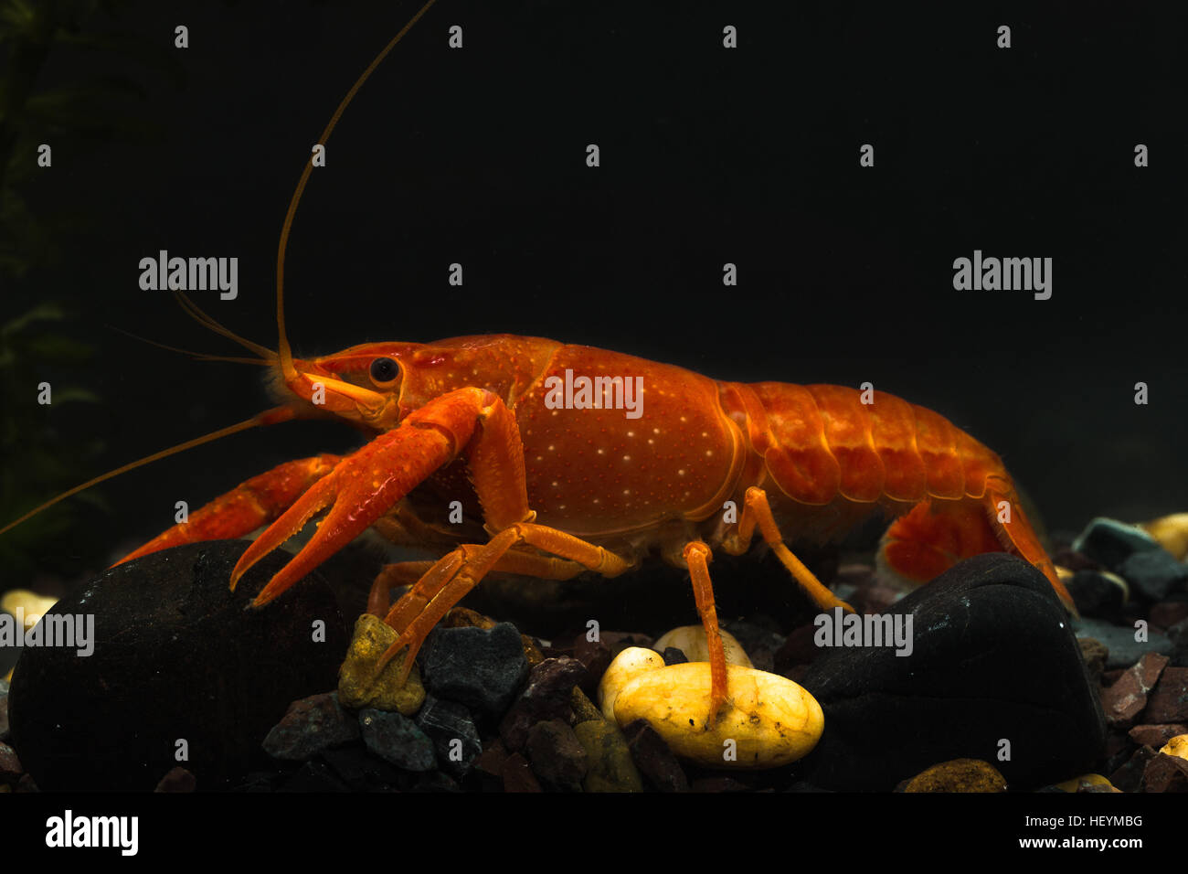 Mexican Orange Crayfish in the fish tank Stock Photo - Alamy