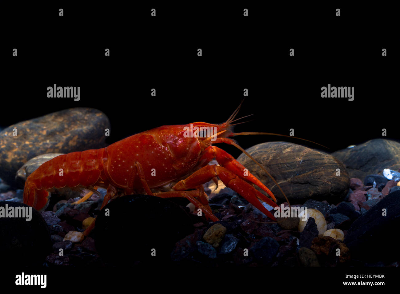 Mexican Orange Crayfish in the fish tank Stock Photo - Alamy