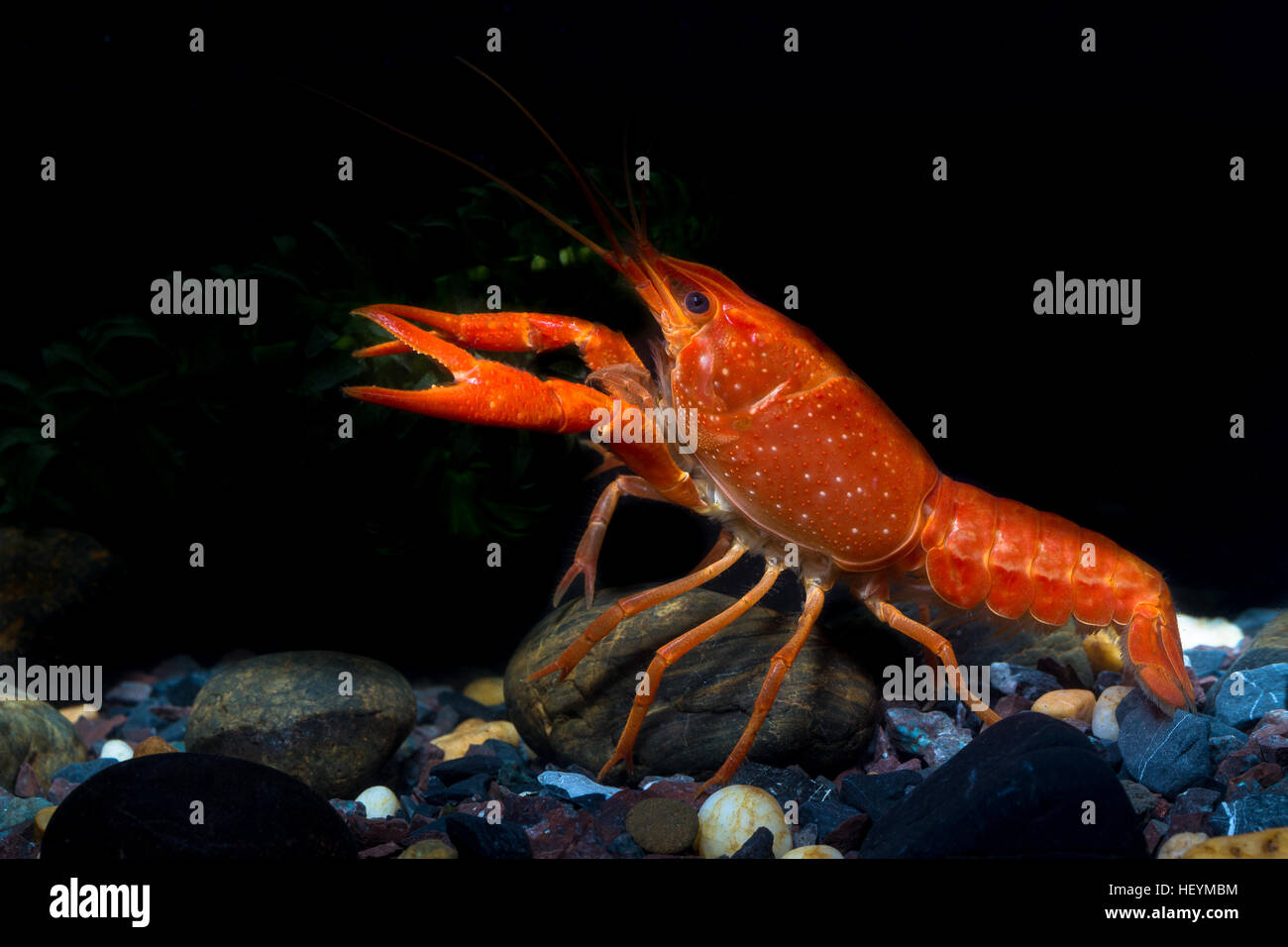 Mexican Orange Crayfish in the fish tank Stock Photo - Alamy