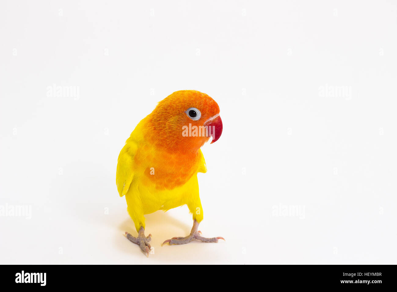Double Yellow Lovebird on white background Stock Photo - Alamy