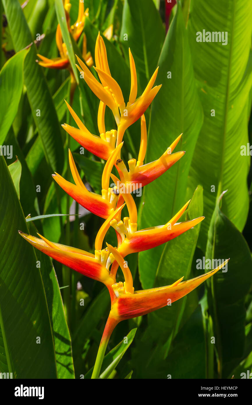 Garden claws hi-res stock photography and images - Alamy
