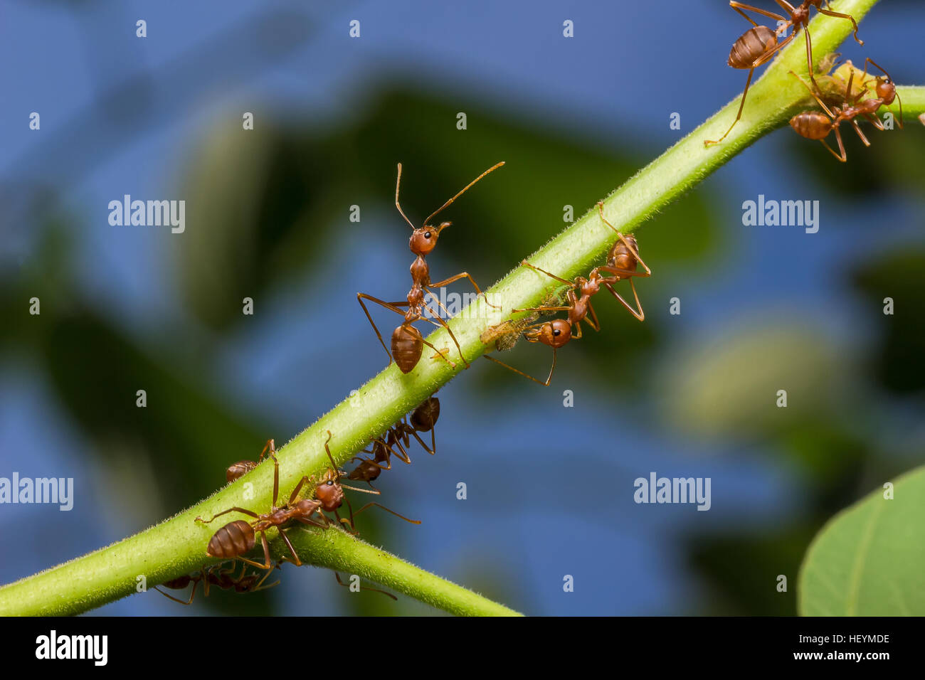 The working ants and aphid in the garden Stock Photo - Alamy