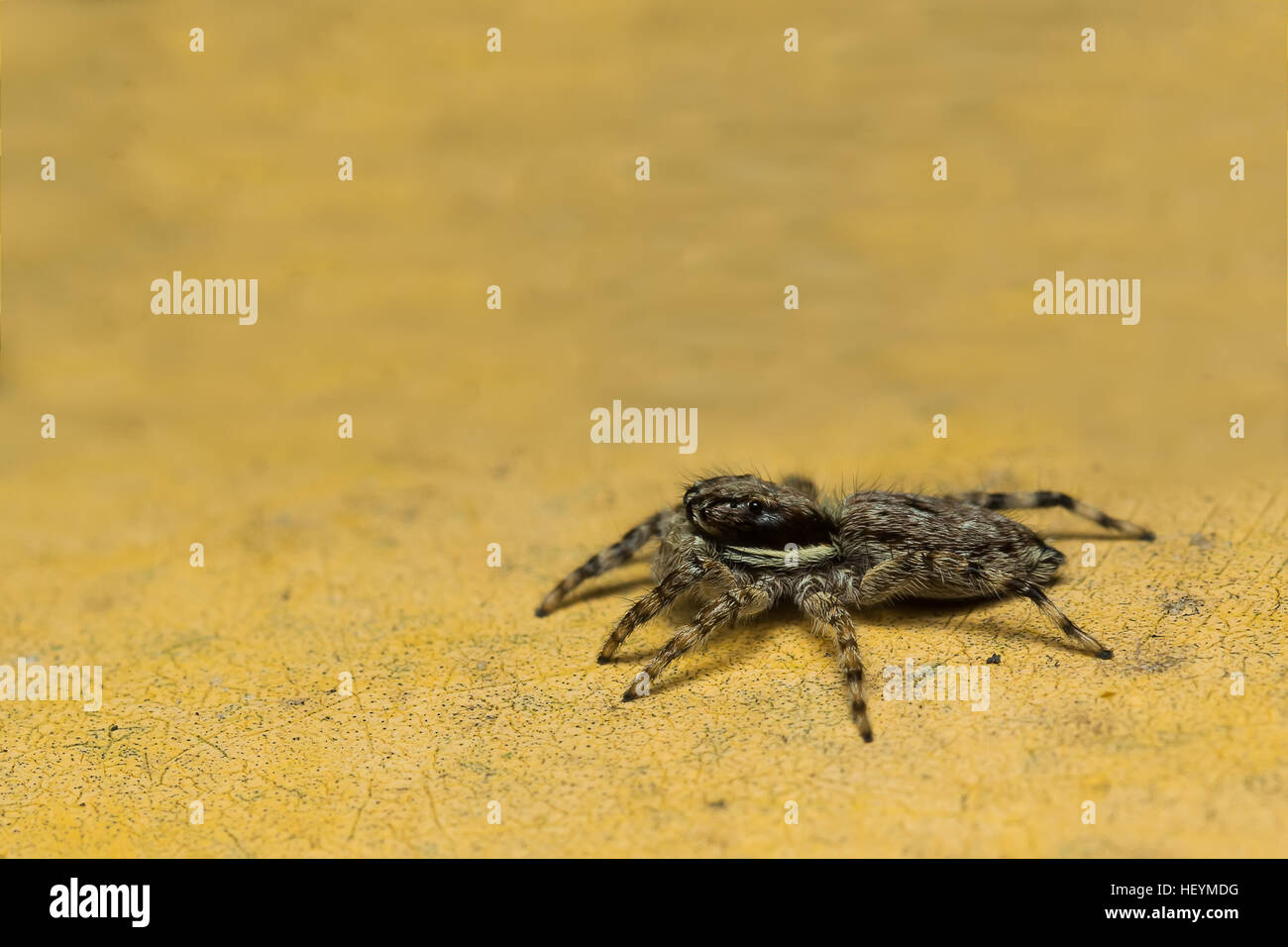 Floor spider hi-res stock photography and images - Alamy