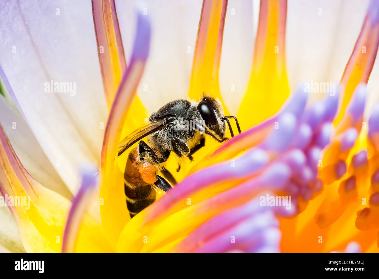 Bee Eating eating Syrup in the Lotus Stock Photo - Alamy