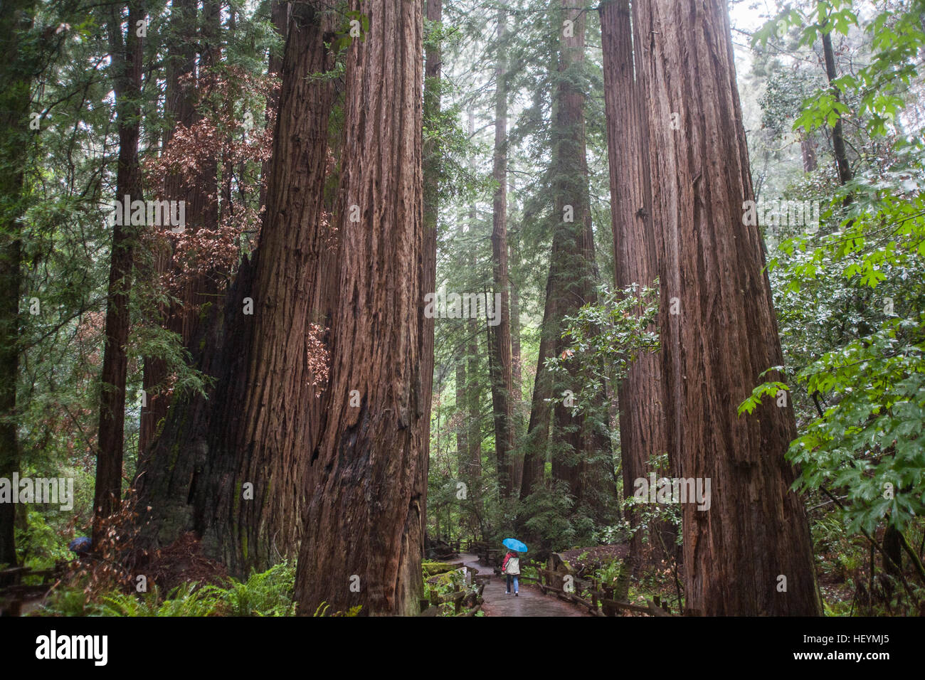 On a, wet,rainy,rain,rain,day of the giant Coastal Giant,Redwoods,redwood,at, Muir Woods ...