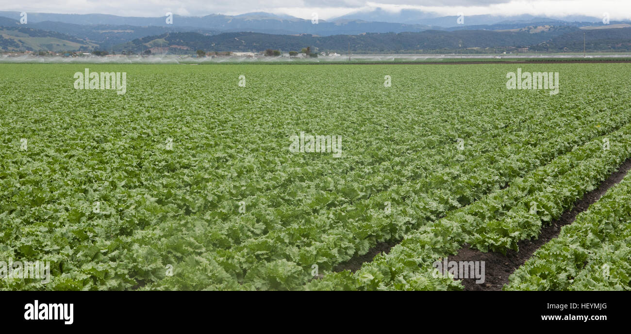 Farm, growing, green,leafed, vegetables,south of San Francisco ...
