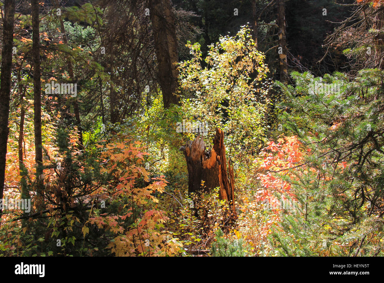 Fall scene in the forest of Millcreek Canyon, Wasatch National Forest ...