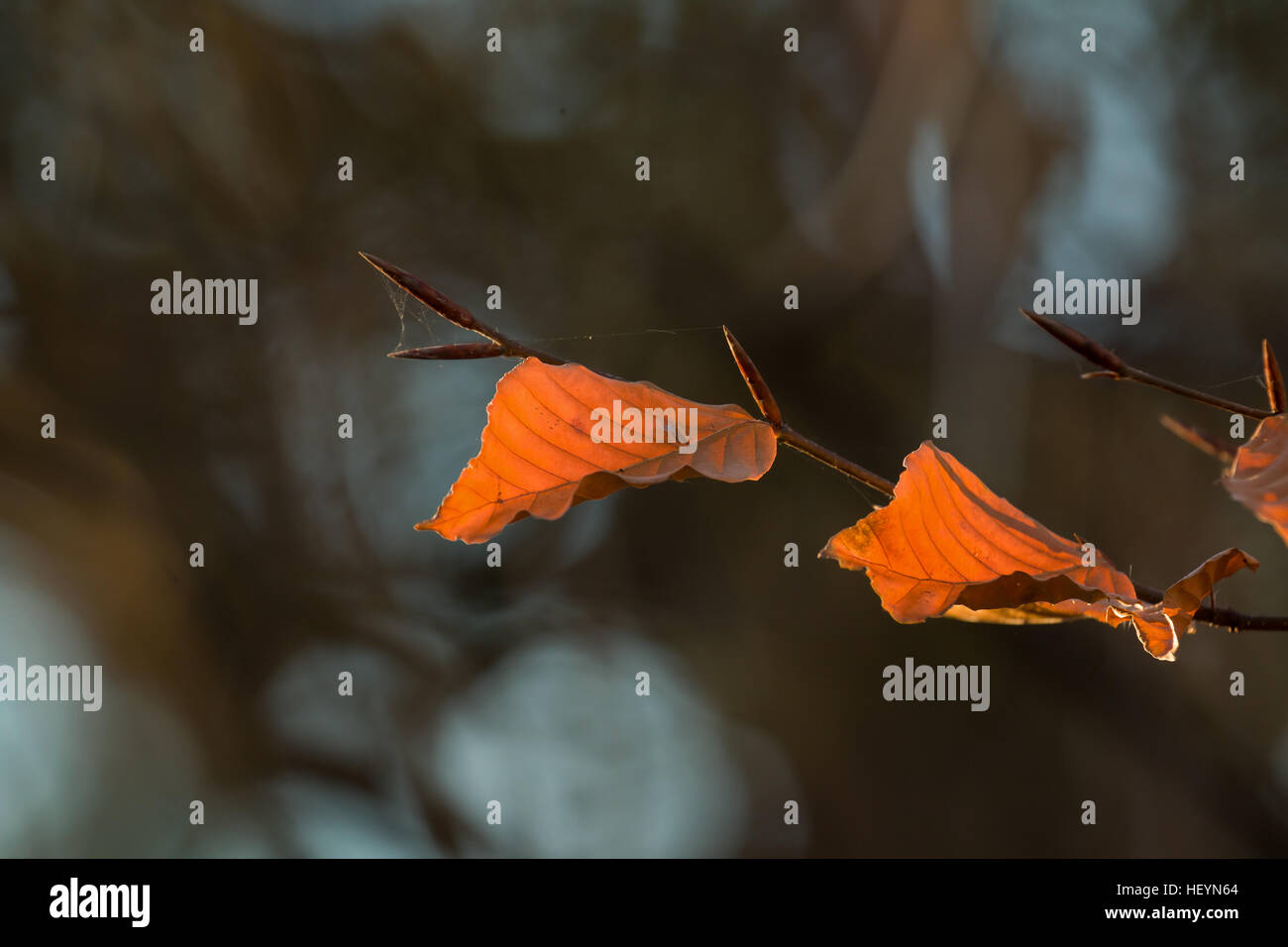 Sunlight on leaves tree hi-res stock photography and images - Alamy