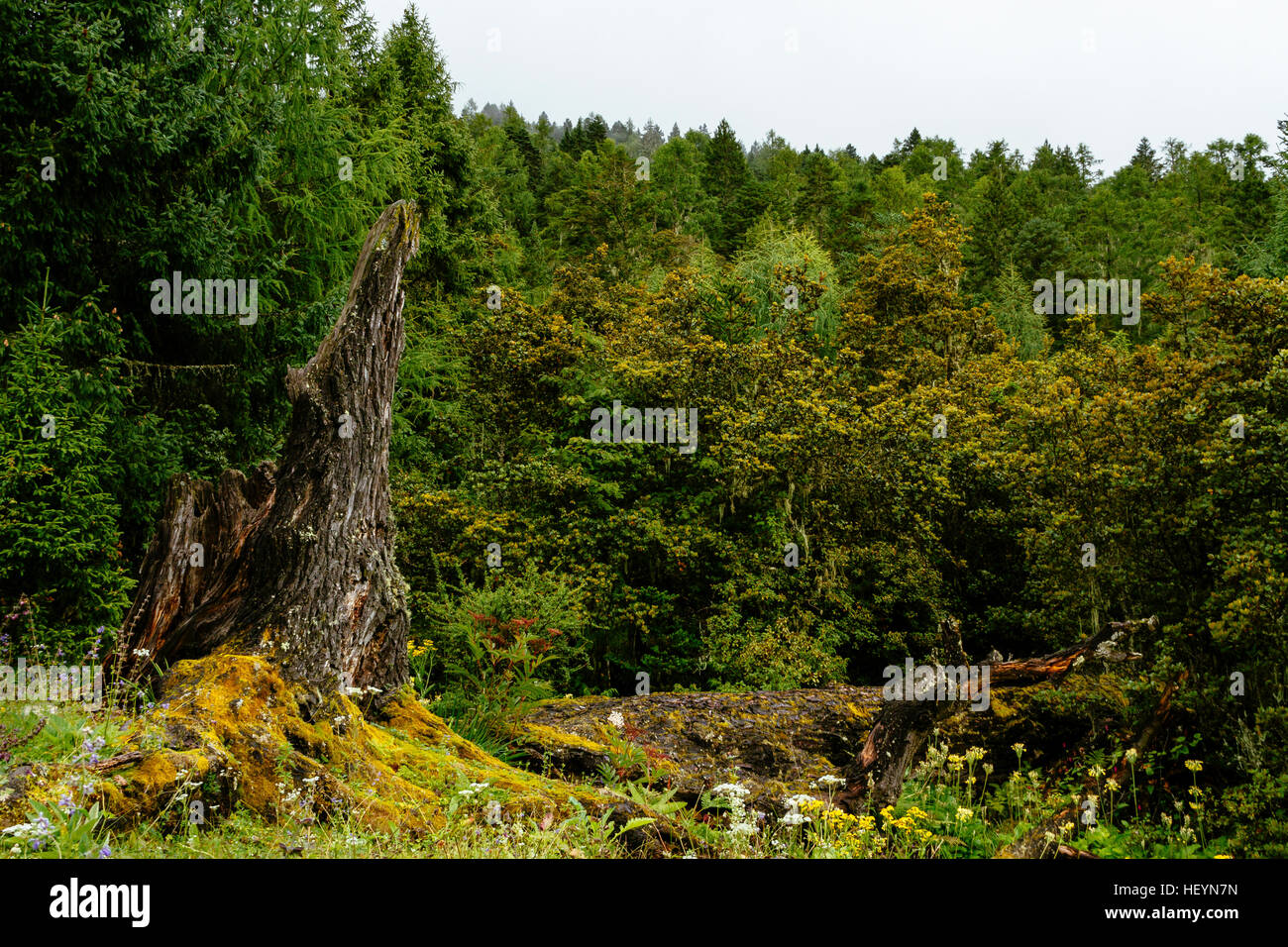 Tibetan forest hi-res stock photography and images - Alamy