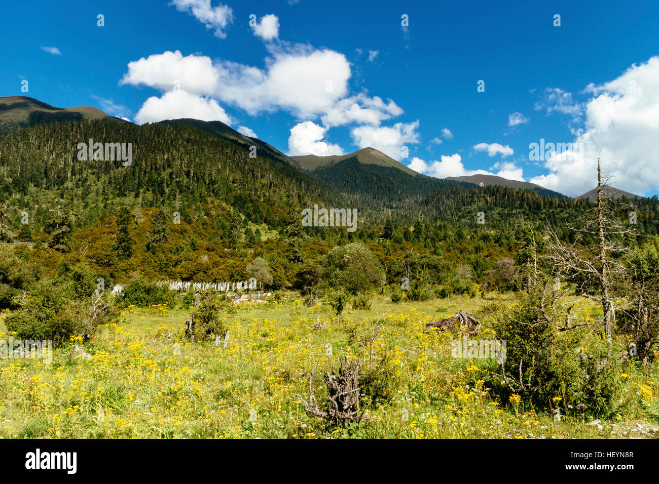 The beautiful view of the forest in Tibet Stock Photo - Alamy