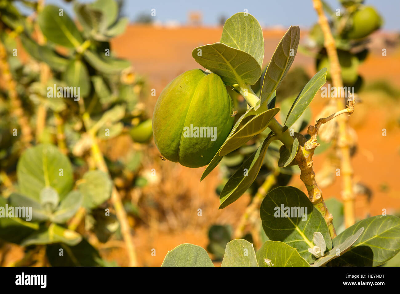 Sahara desert plant Sodom Apple or Stabragh (Calotropis procera ...