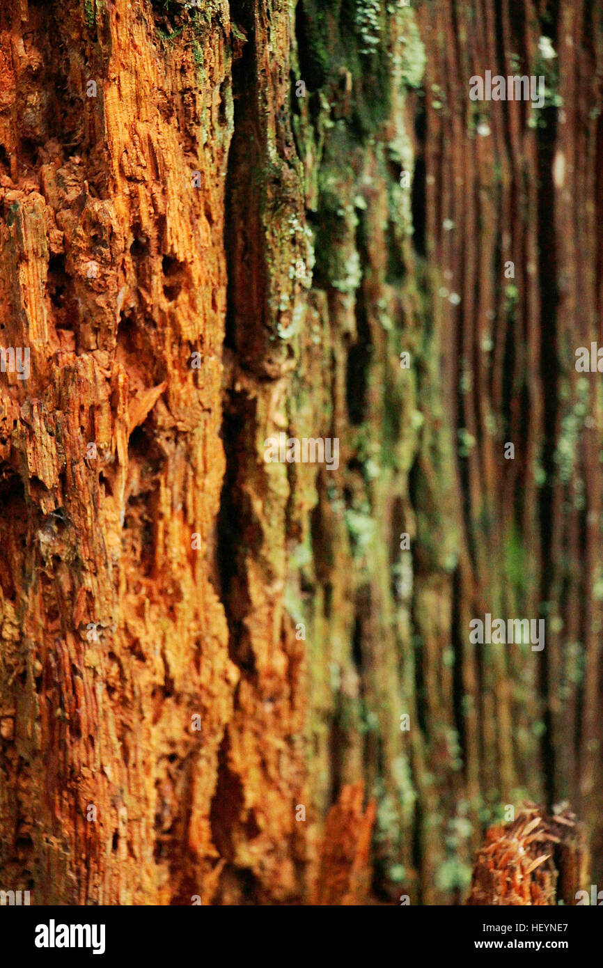 Striation texture hi-res stock photography and images - Alamy