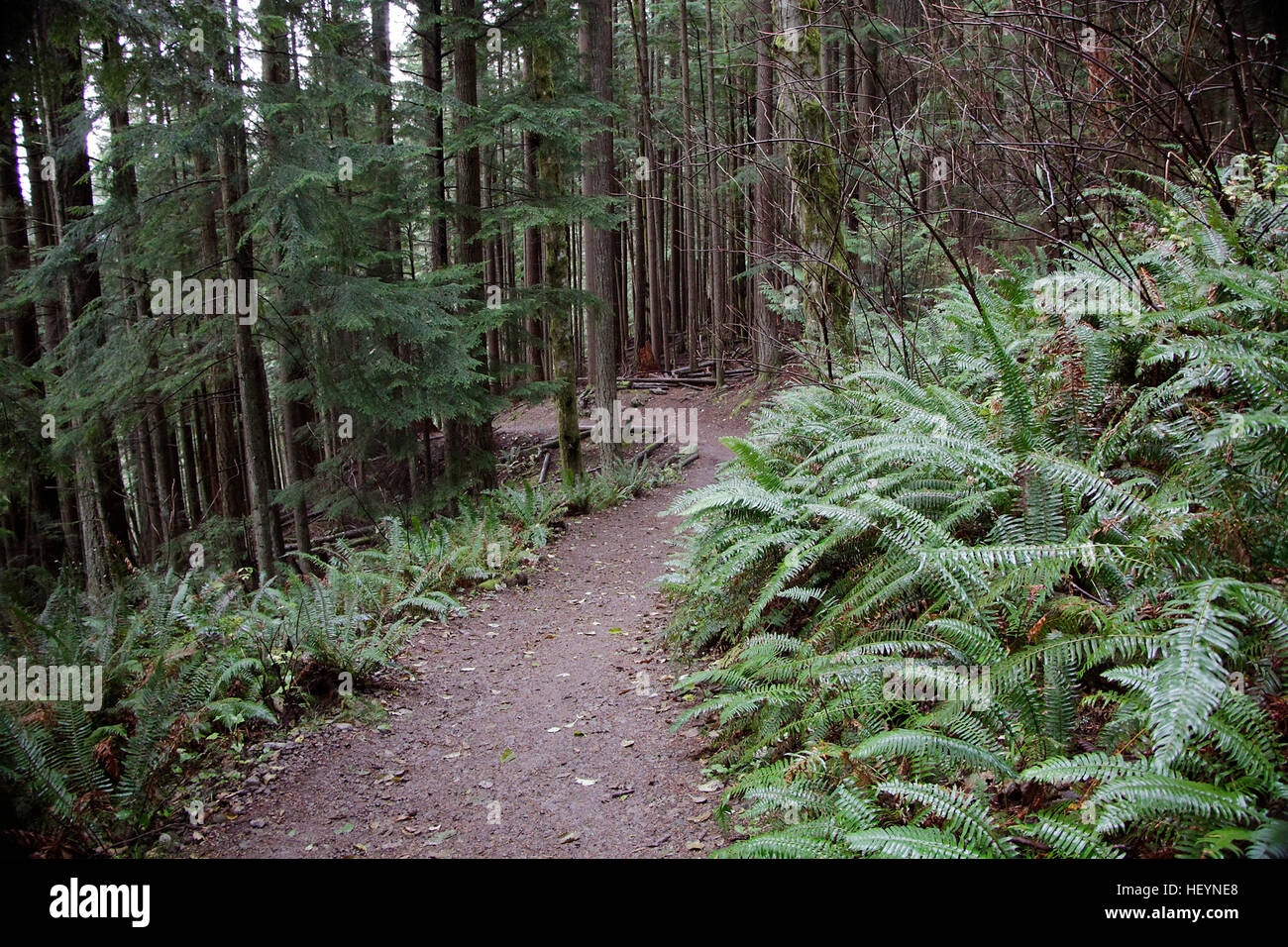 Tall trees woods forest hi-res stock photography and images - Alamy