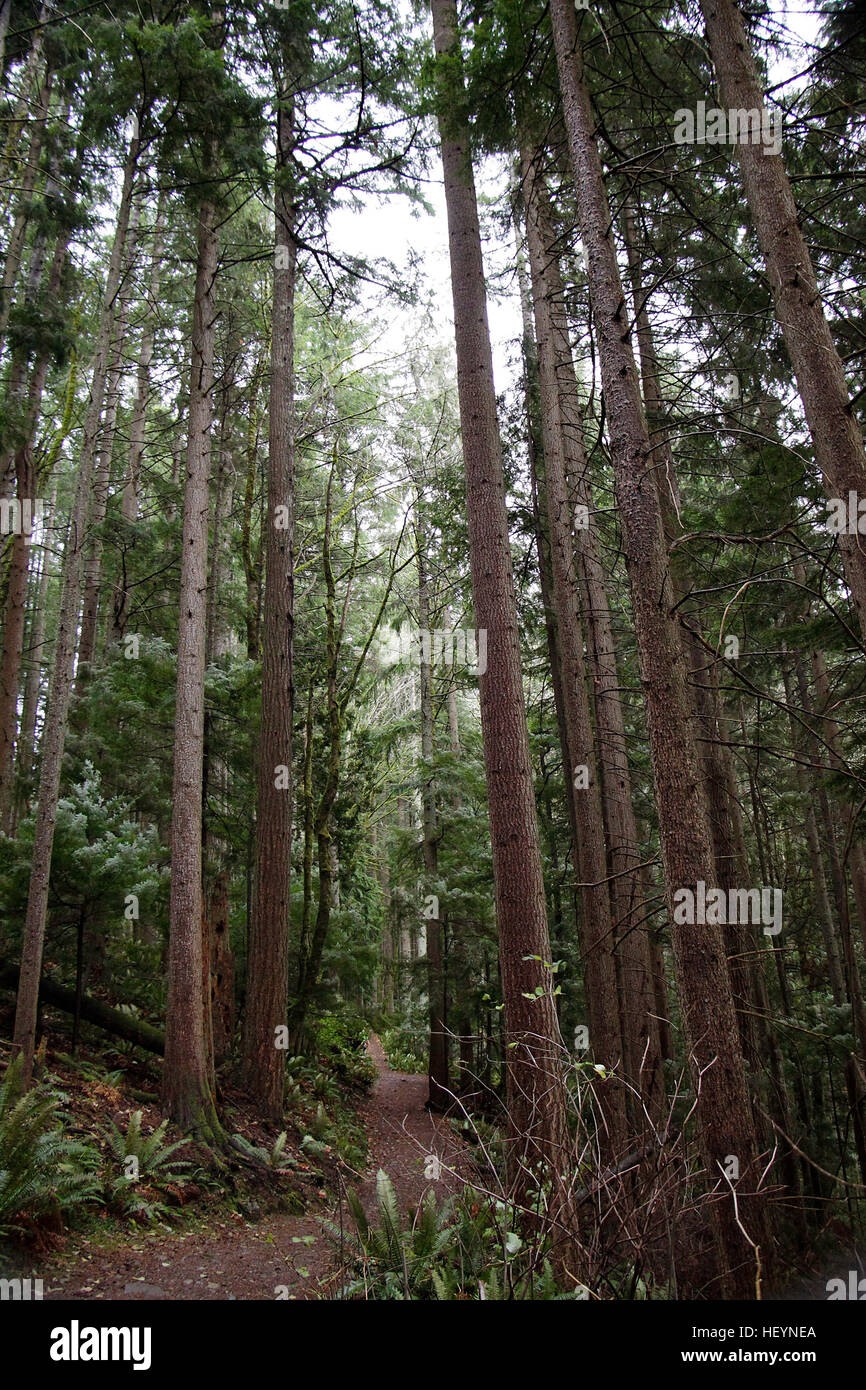 Tall trees with walking path Stock Photo - Alamy