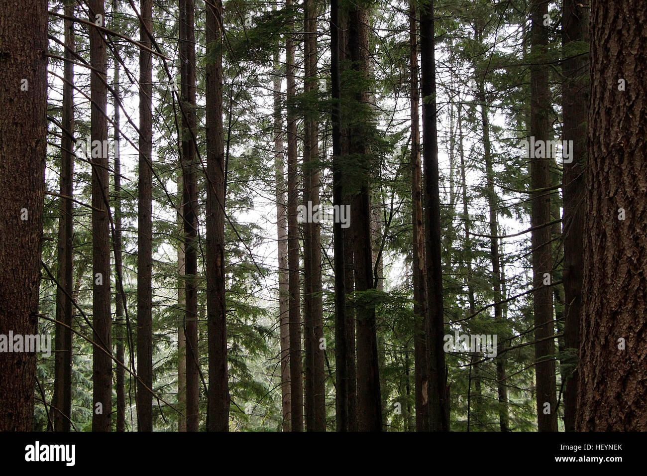 Forest of trees going straight up Stock Photo - Alamy