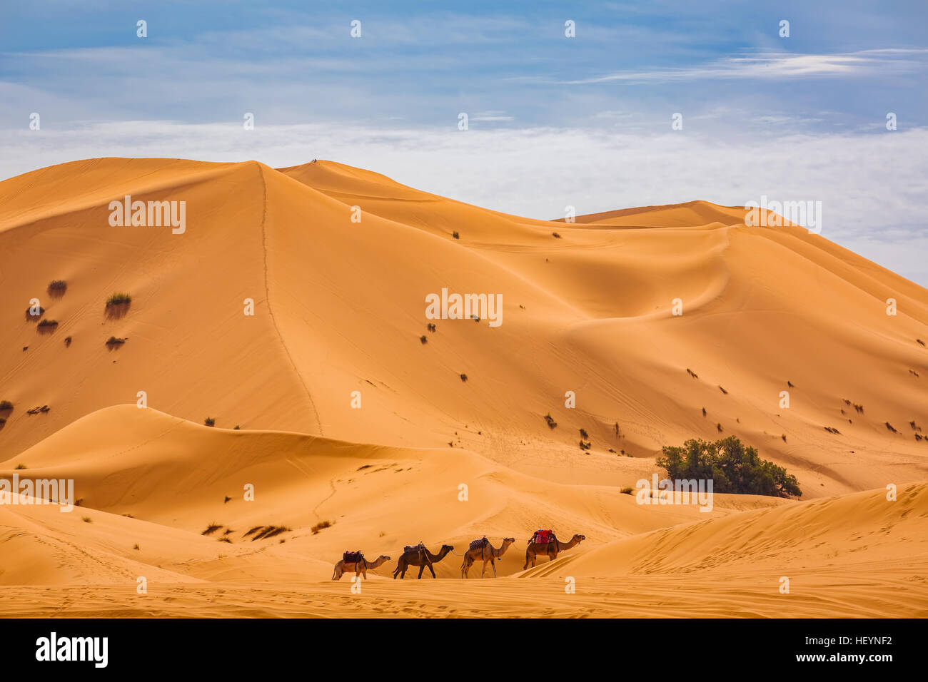 Sahara desert caravan hi-res stock photography and images - Alamy