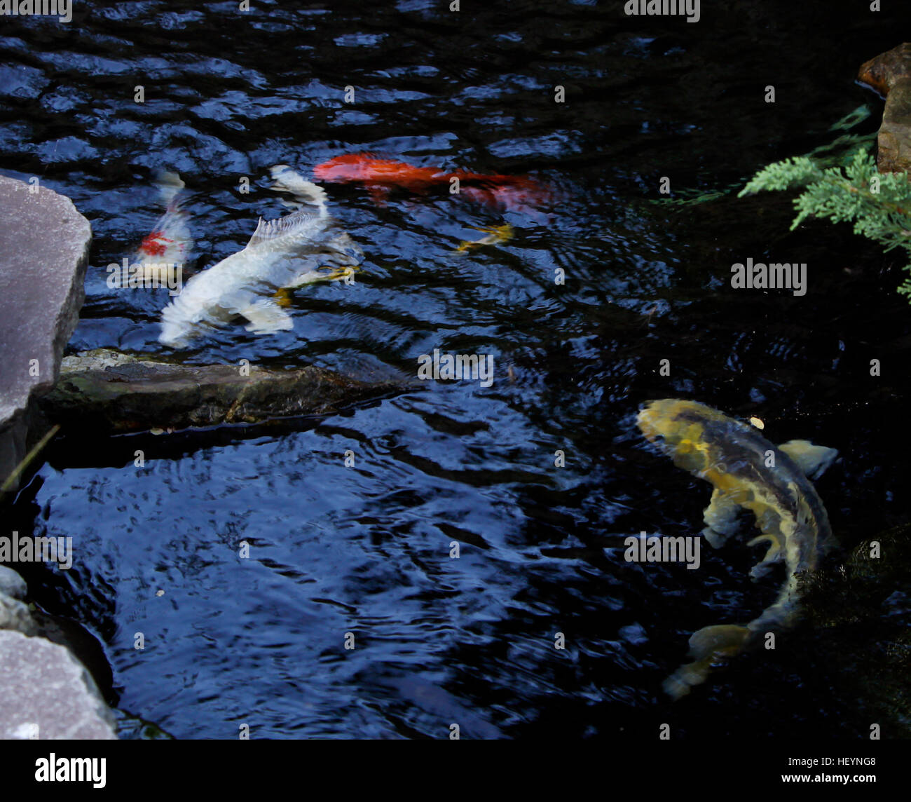 Koi swimming hi-res stock photography and images - Alamy