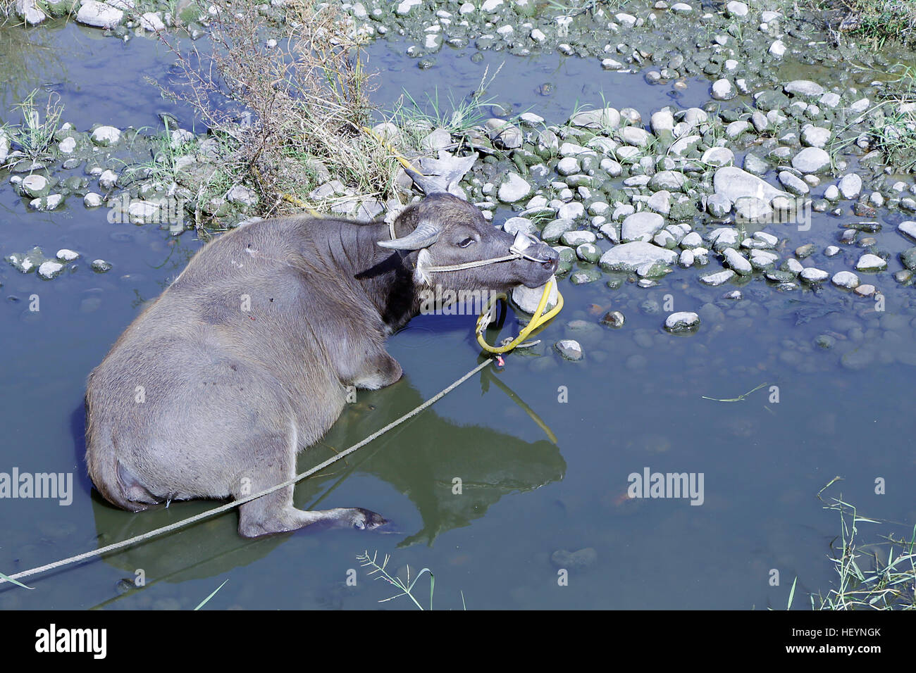 Female water buffalo hi-res stock photography and images - Alamy