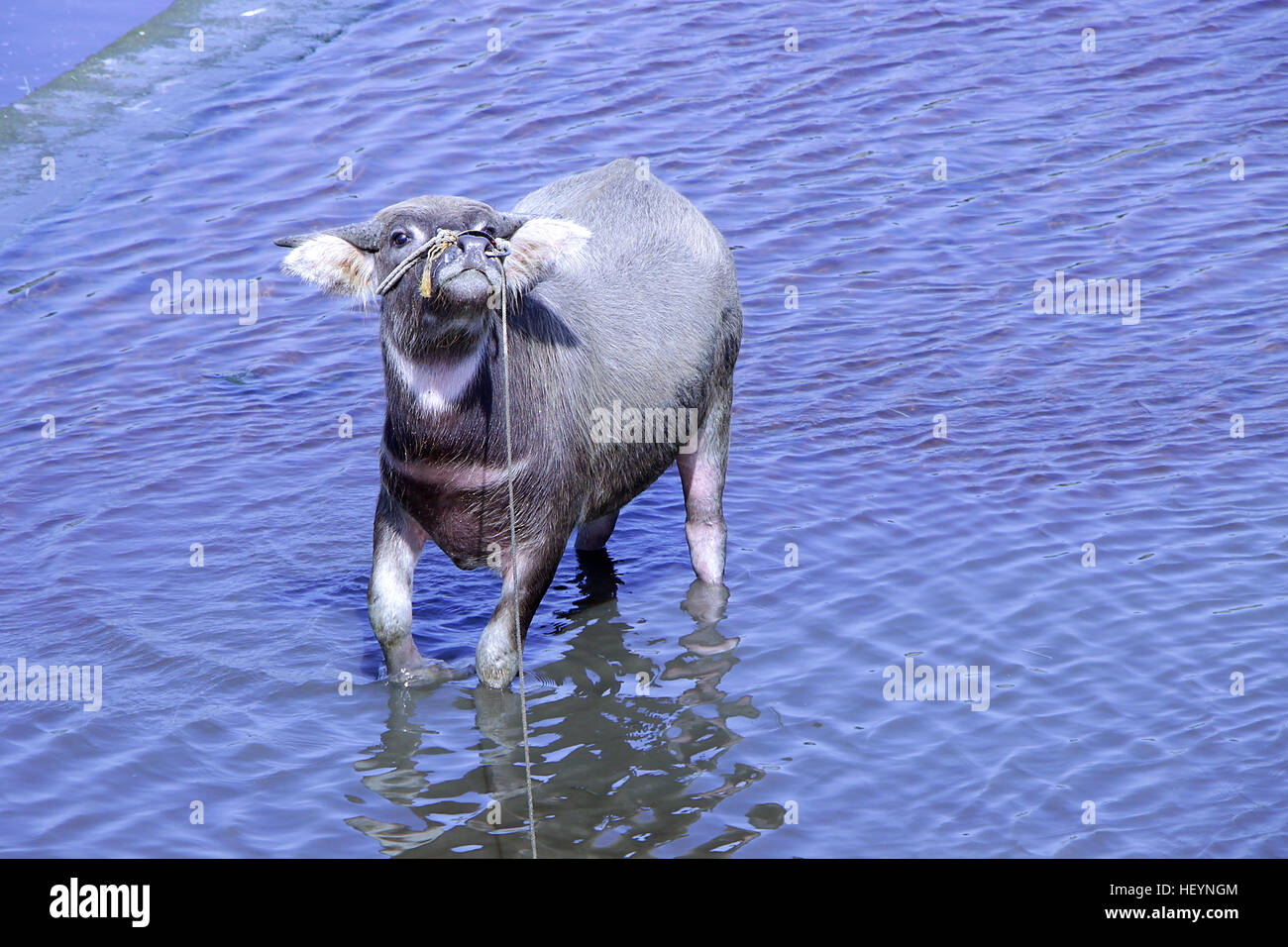 Female water buffalo in the middle of a stream looking towards camera ...