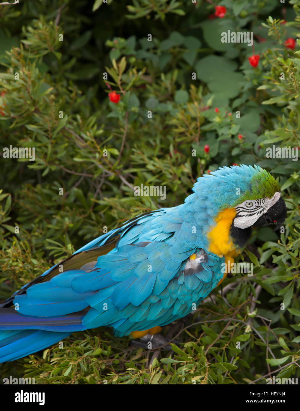 Rainforest blue gold macaw hi-res stock photography and images - Alamy