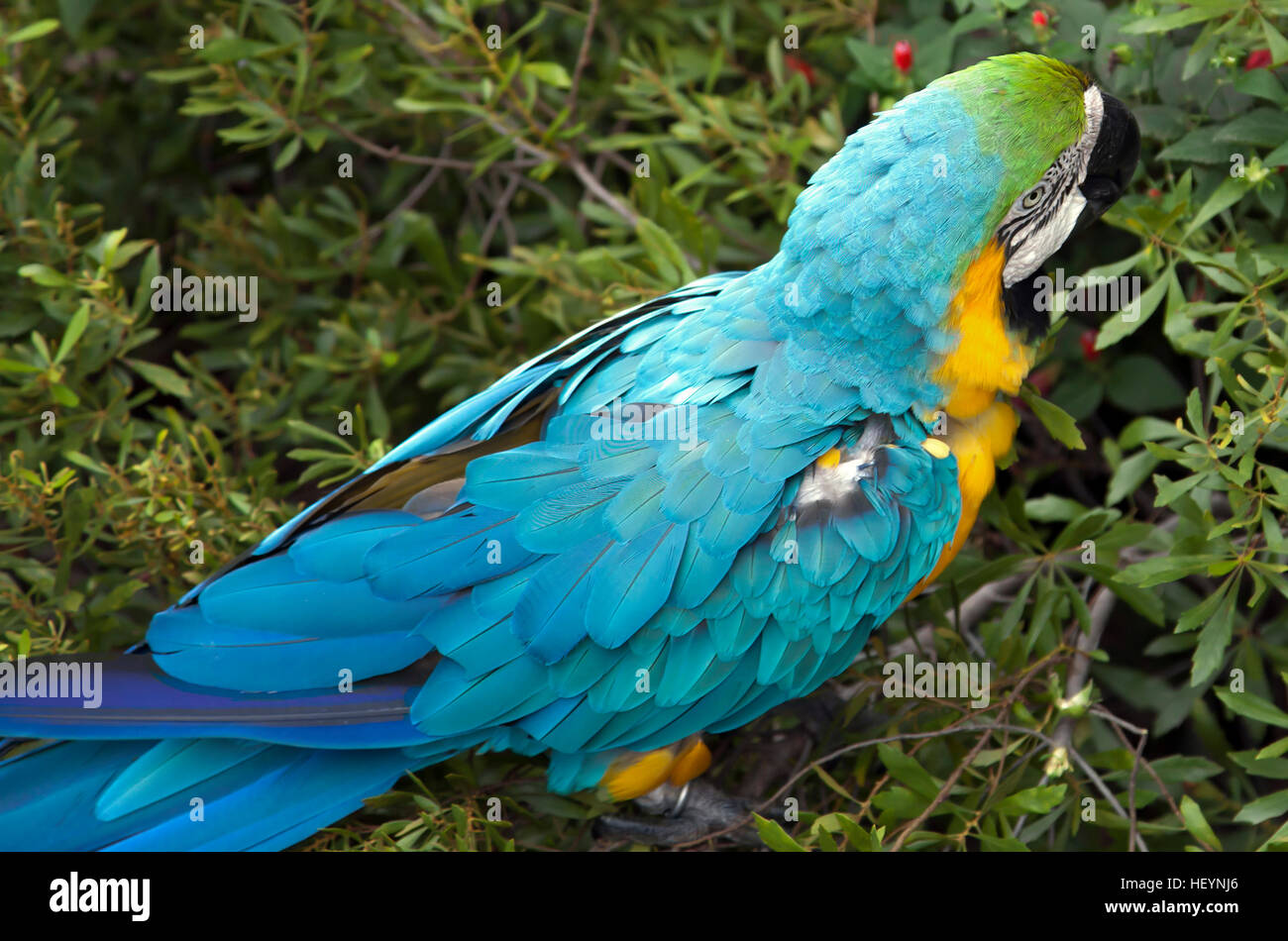 Blue and yellow macaw eating berries Stock Photo - Alamy