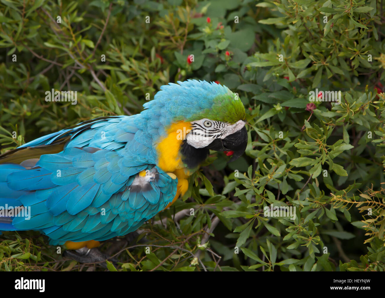 Blue and yellow macaw eating berries Stock Photo - Alamy