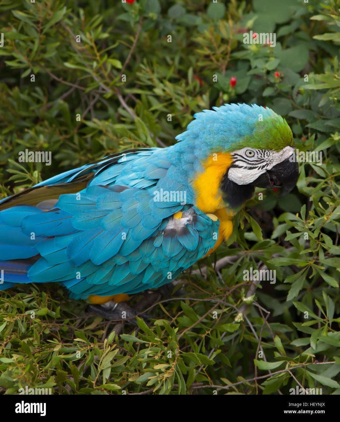 Blue and yellow macaw eating berries Stock Photo - Alamy
