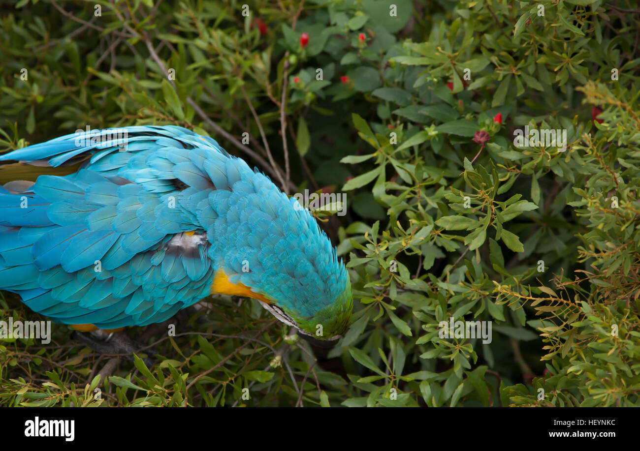 Blue and yellow macaw eating berries Stock Photo - Alamy