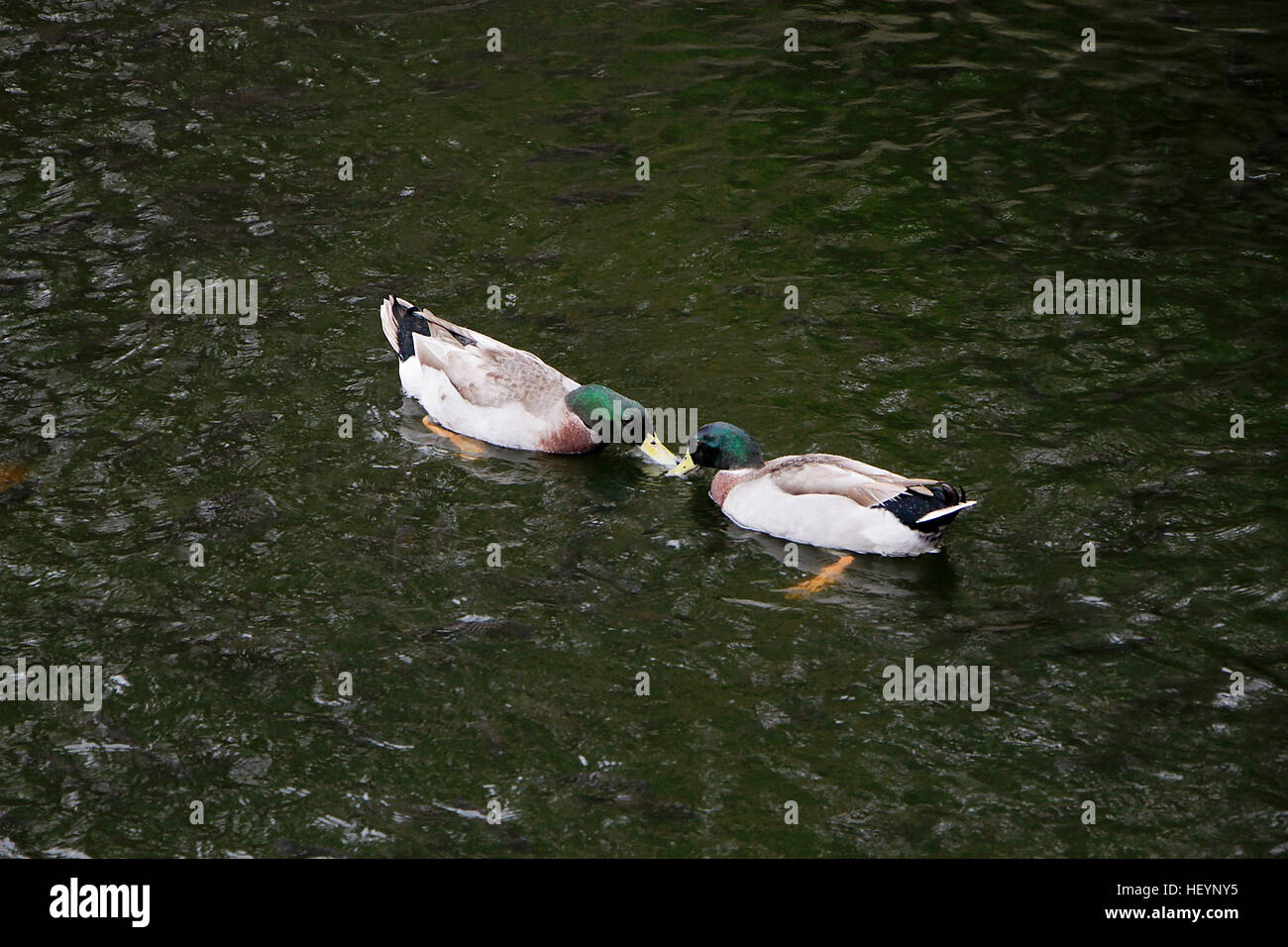 Two mallards by the water with their beaks touching Stock Photo - Alamy