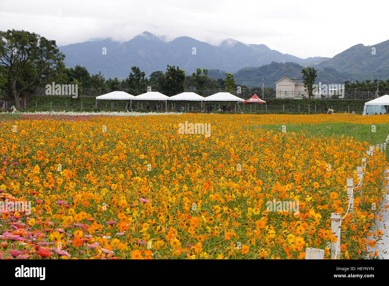 Orange flower field Stock Photo - Alamy