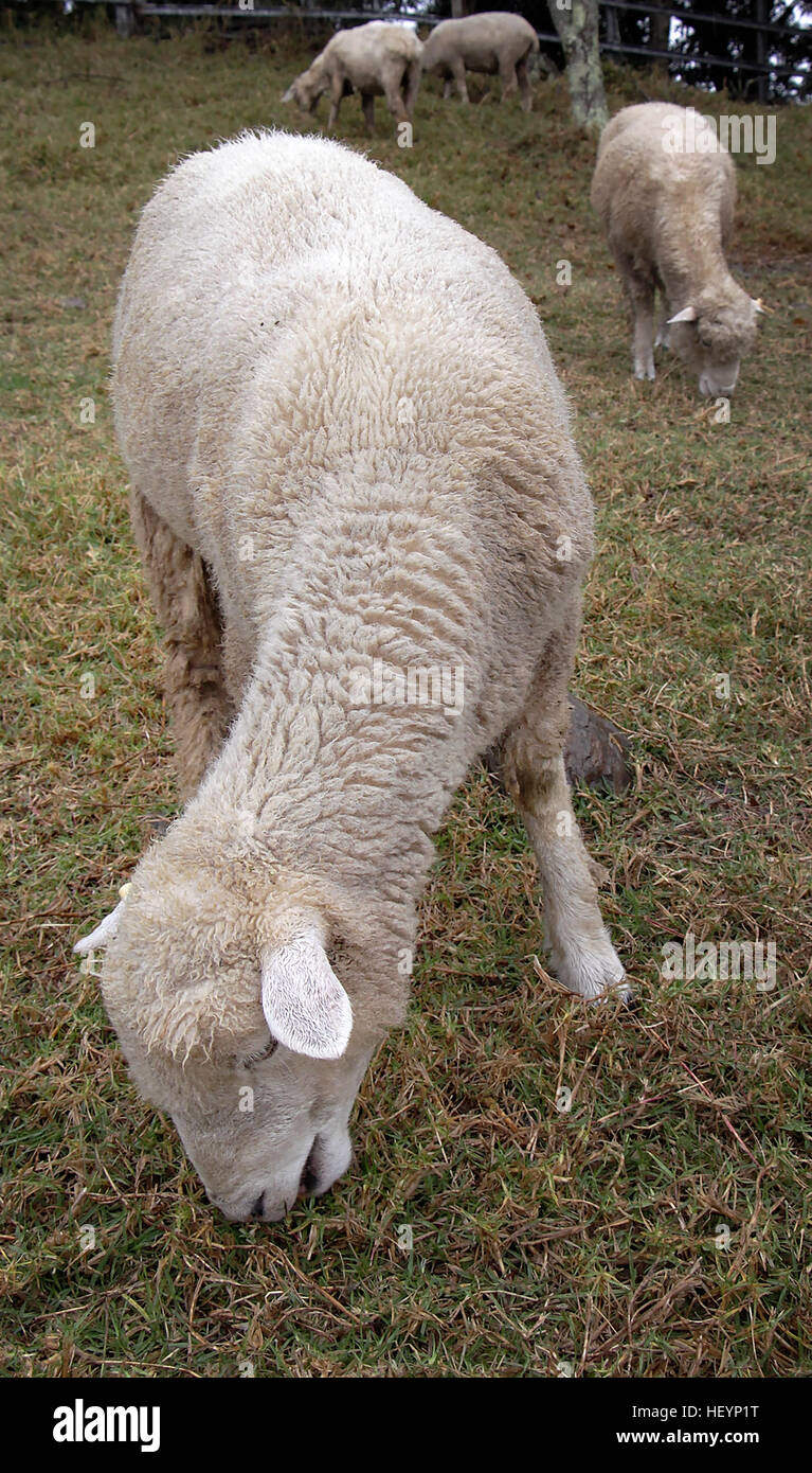 Multiple sheep eating grass Stock Photo - Alamy