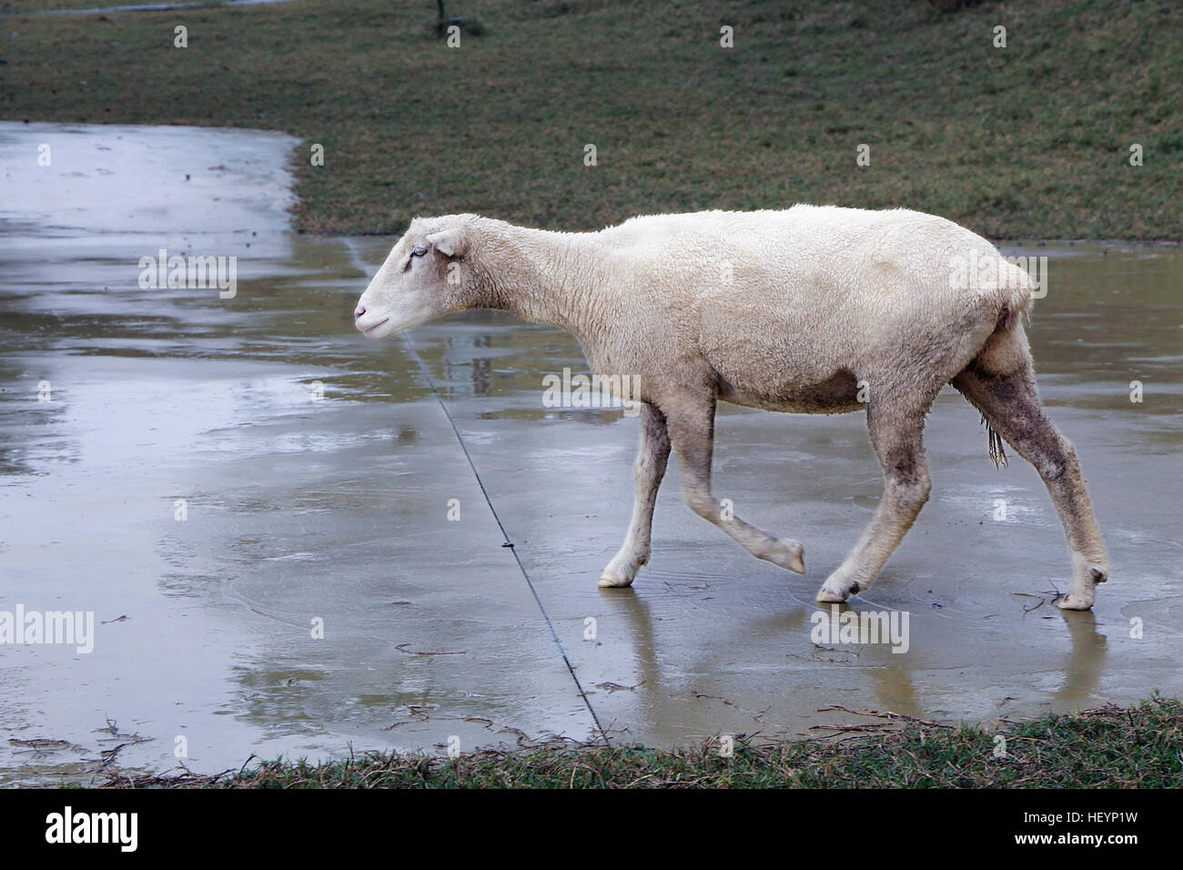 Rain sheep hi-res stock photography and images - Alamy