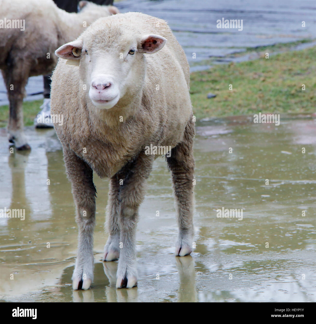 Sheep standing on sidewalk wet from rain Stock Photo - Alamy