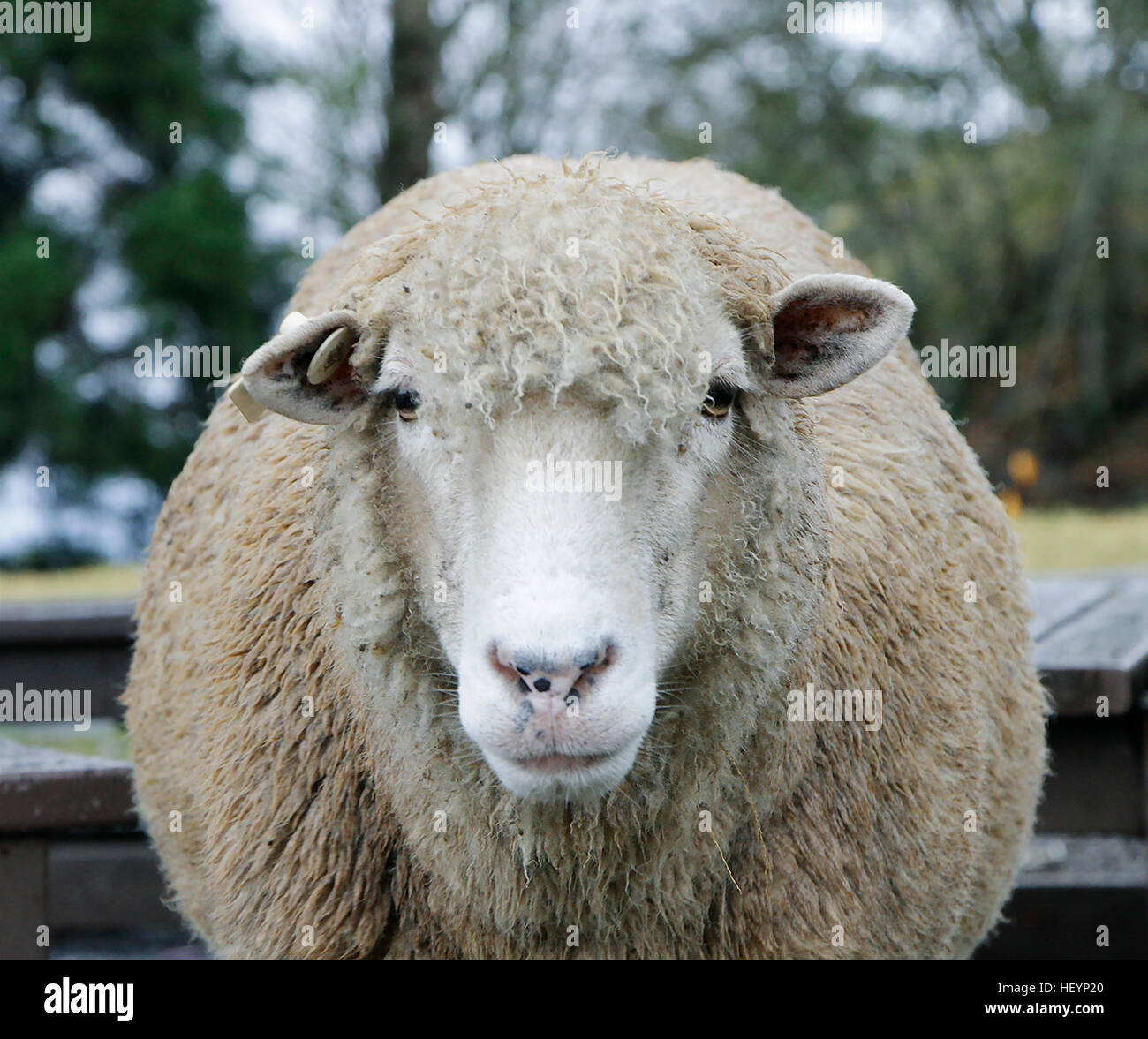 Sheep front view close up Stock Photo - Alamy