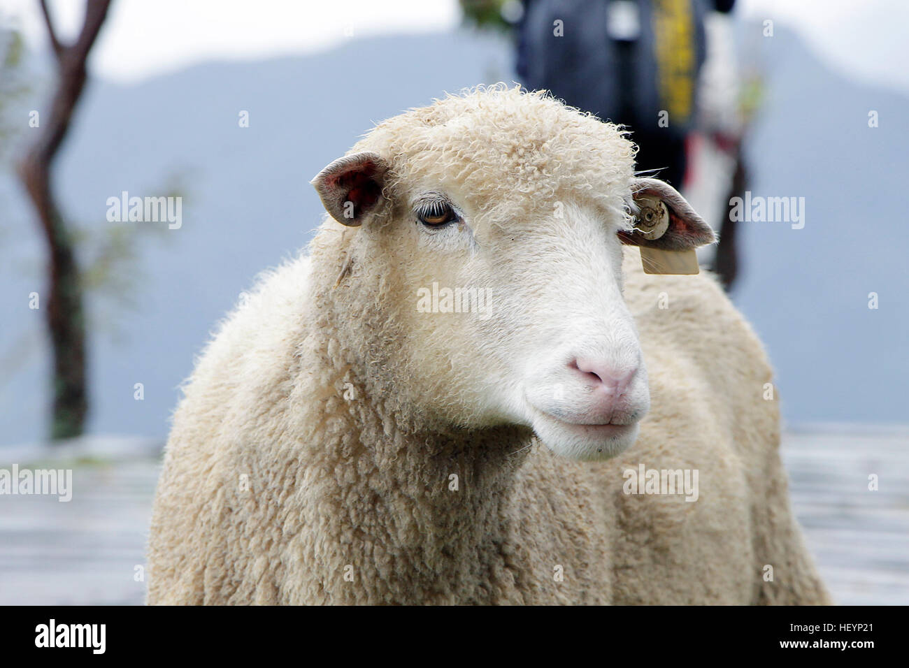 Sheep looking to the left close up Stock Photo - Alamy