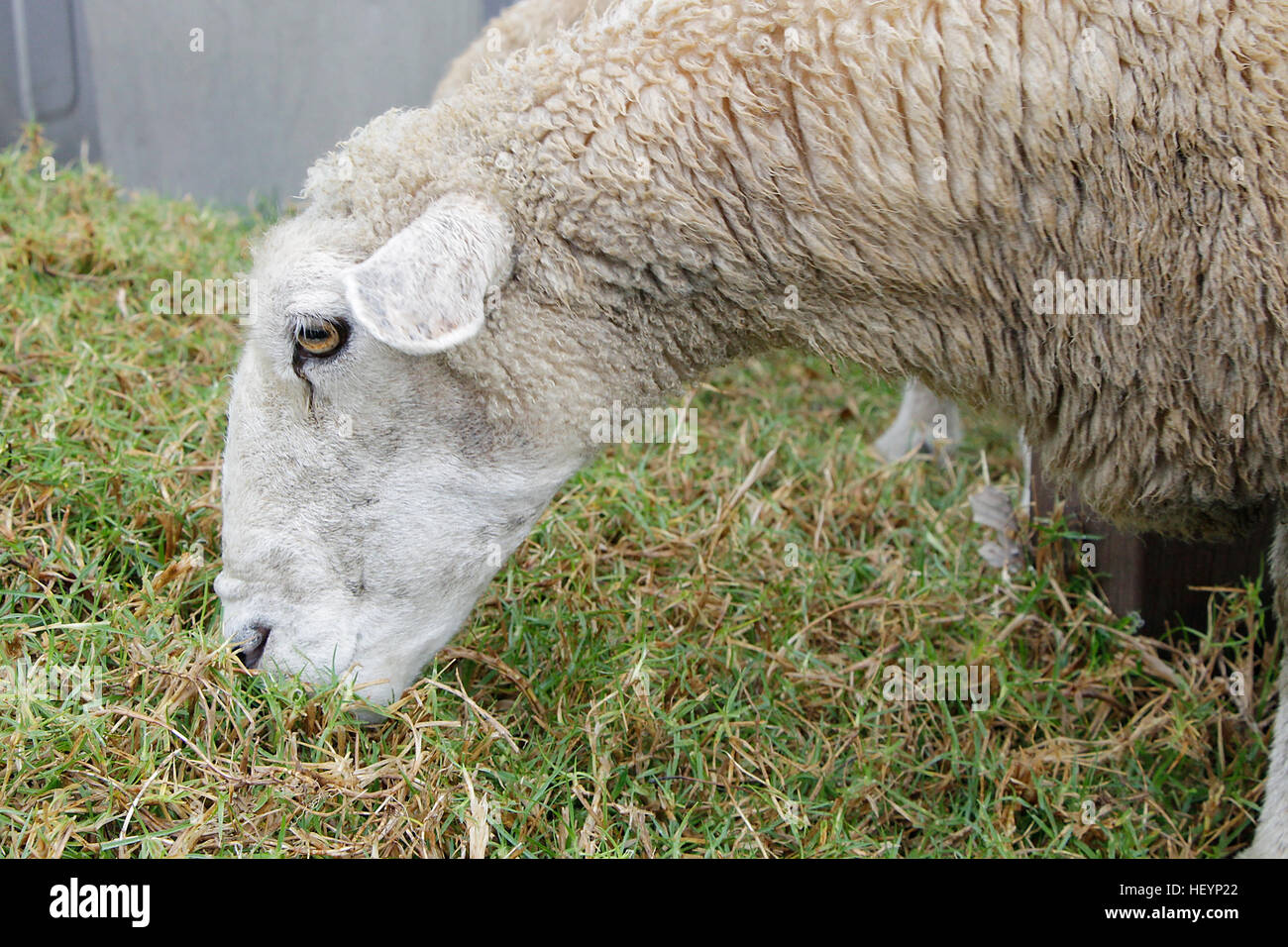 Sheep eating grass side view Stock Photo - Alamy