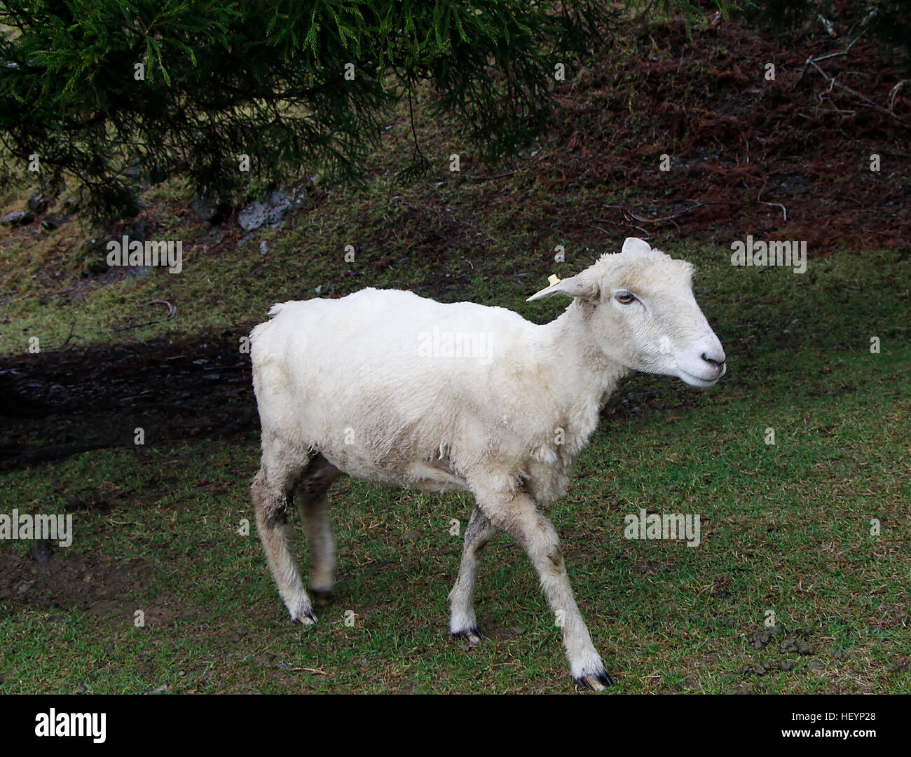 Short sheep hi-res stock photography and images - Alamy