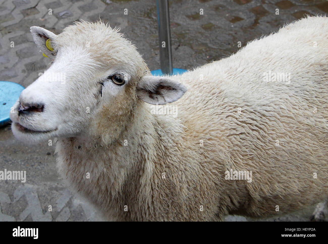 Up close sheep 3/4 view Stock Photo - Alamy