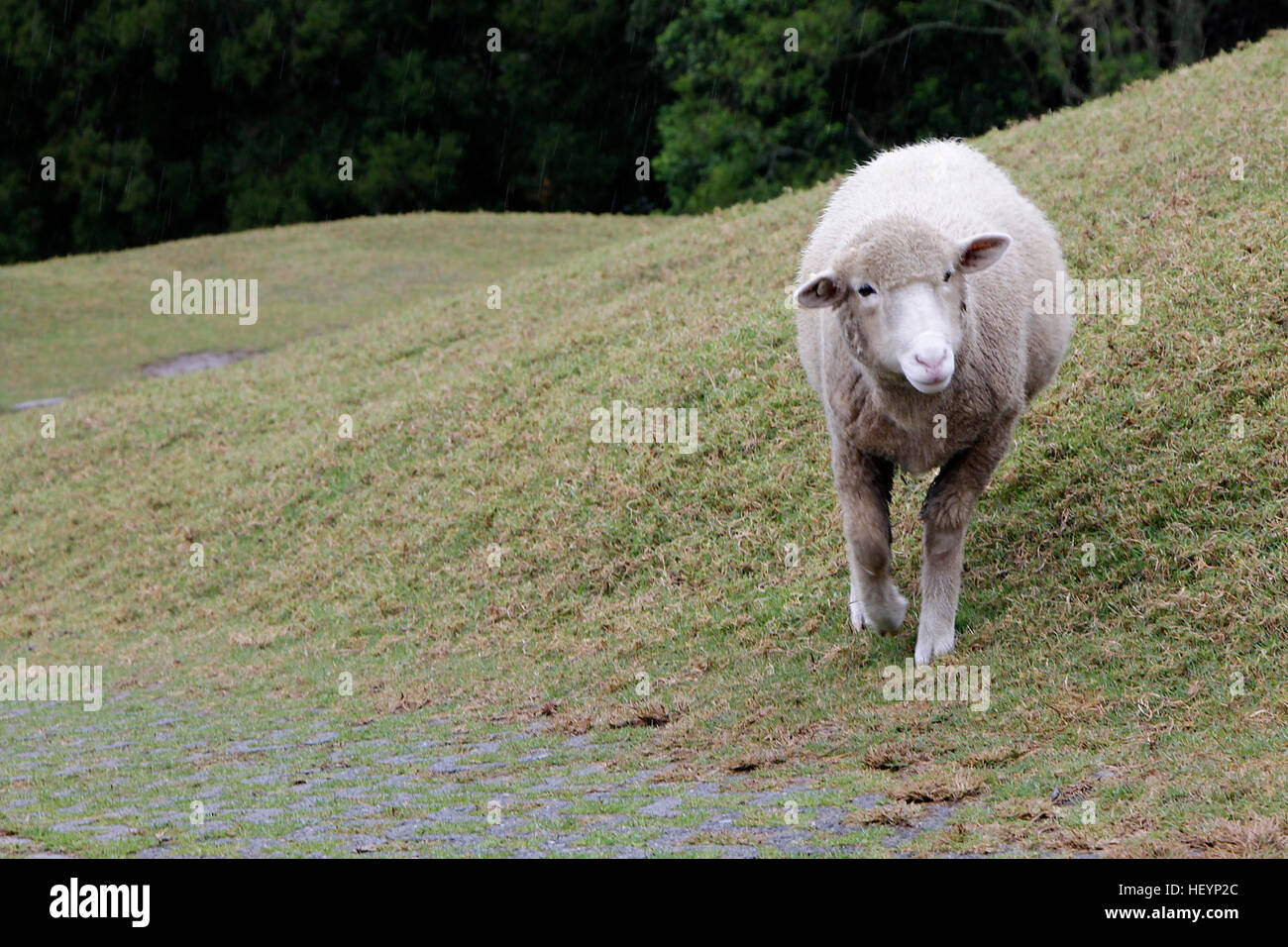 Front view of sheep on hill Stock Photo - Alamy