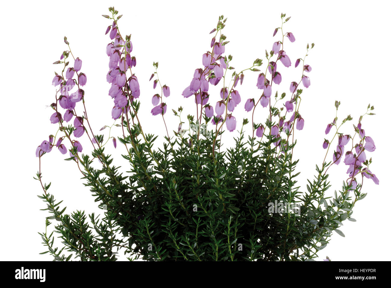 Cross-leaved Heath (Erica tetralix Stock Photo - Alamy