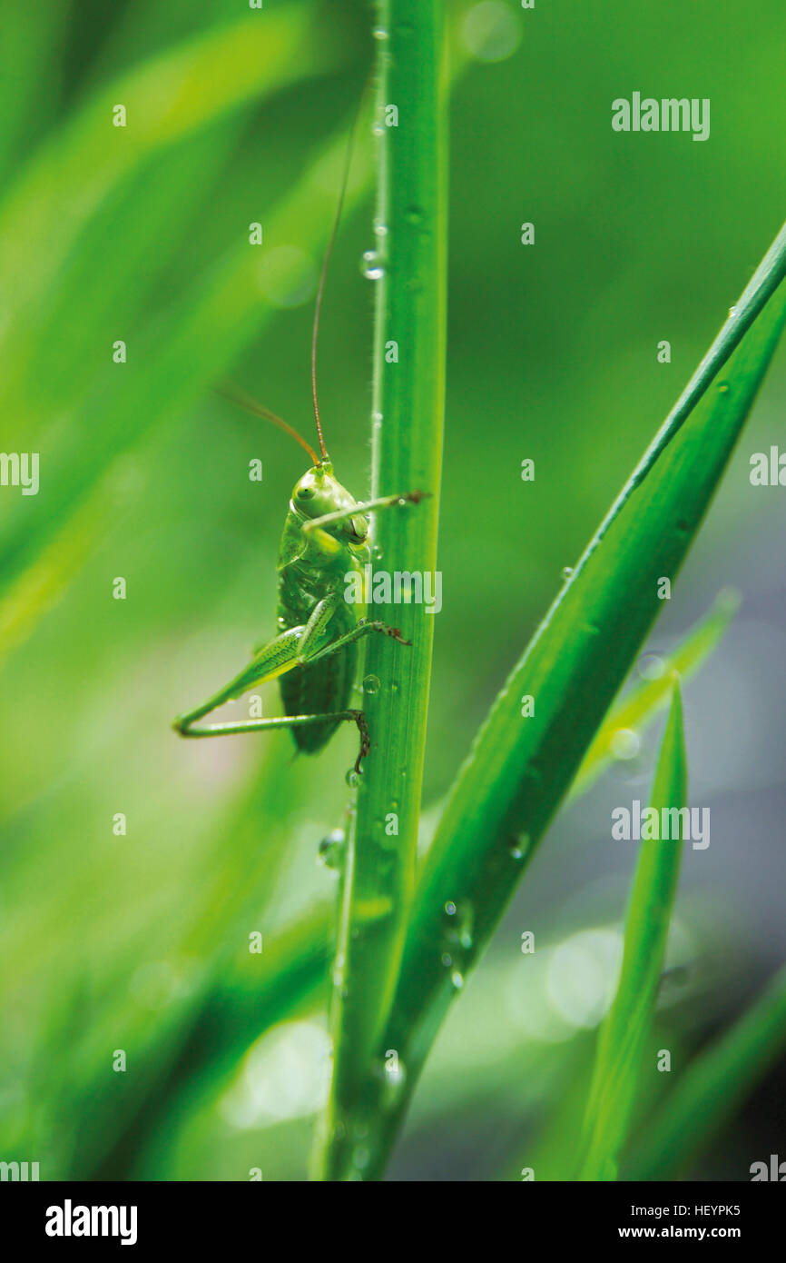 Short-winged Cone-head (Conocephalus dorsalis Stock Photo - Alamy