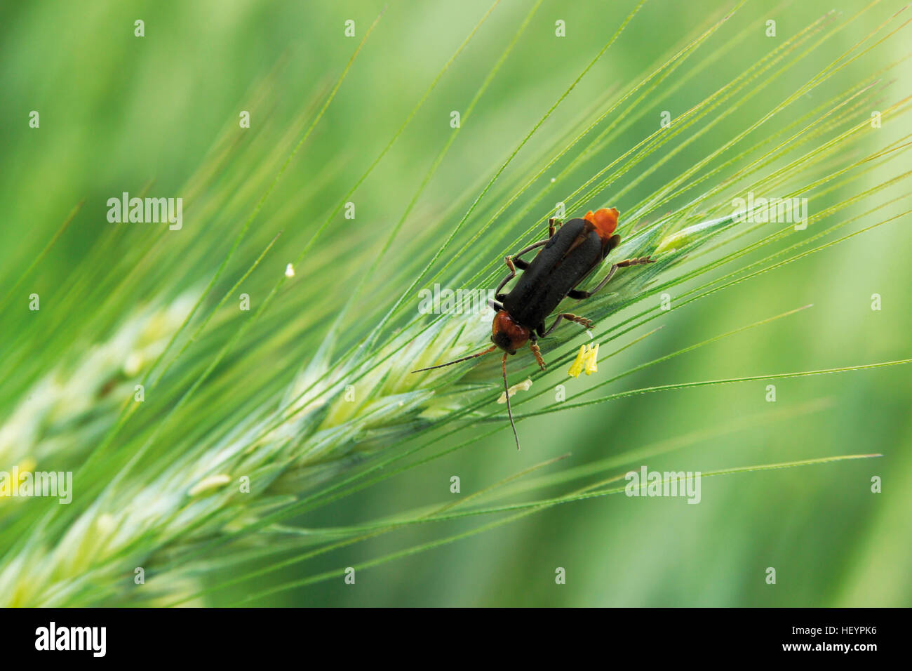 Soldier beetle (Cantharis fusca) on grain spike Stock Photo - Alamy