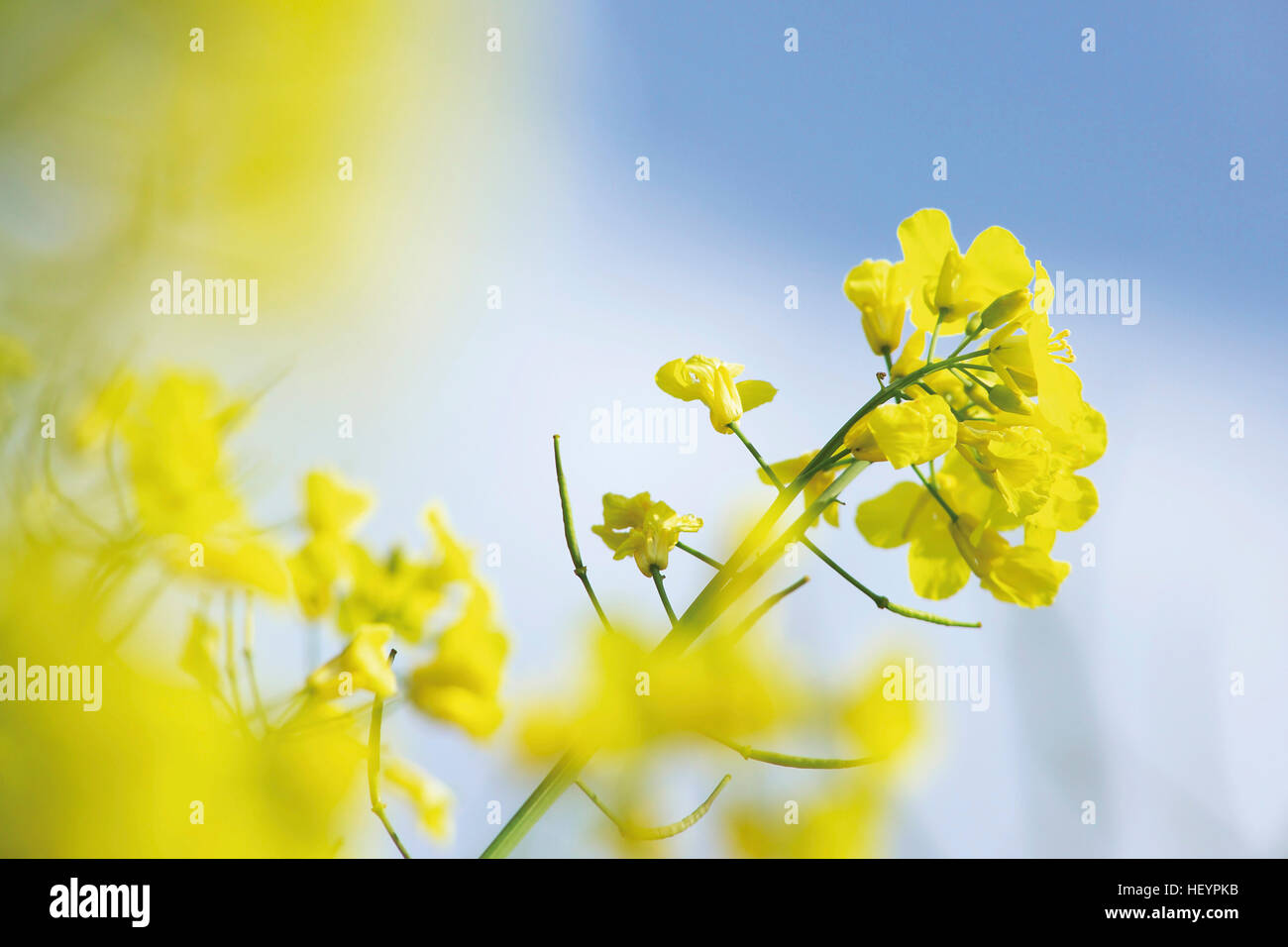 Rapeseed, canola blossom (Brassica napus Stock Photo - Alamy
