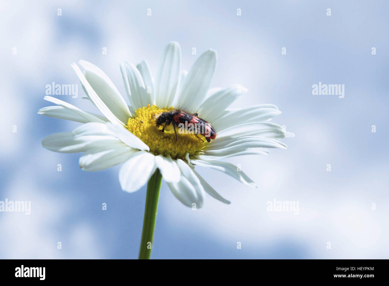 Checkered beetles hi-res stock photography and images - Alamy