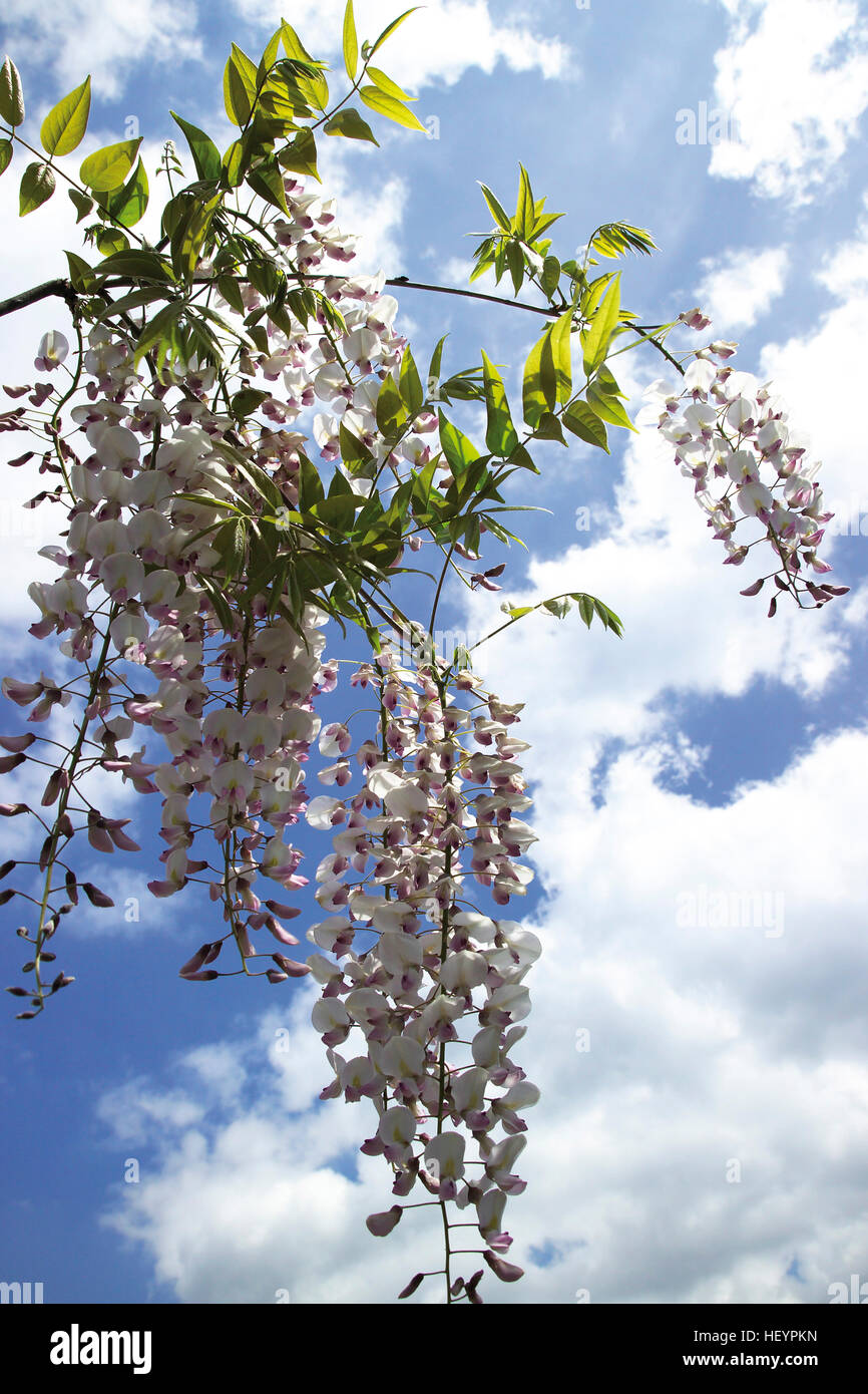Chinese Wisteria (Wisteria sinensis Stock Photo - Alamy