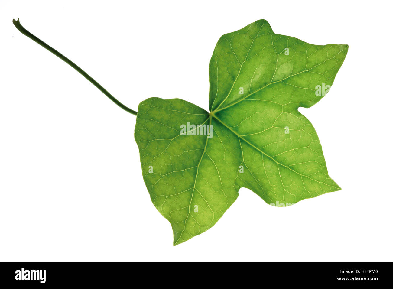 English ivy hedera helix leaf Cut Out Stock Images & Pictures - Alamy