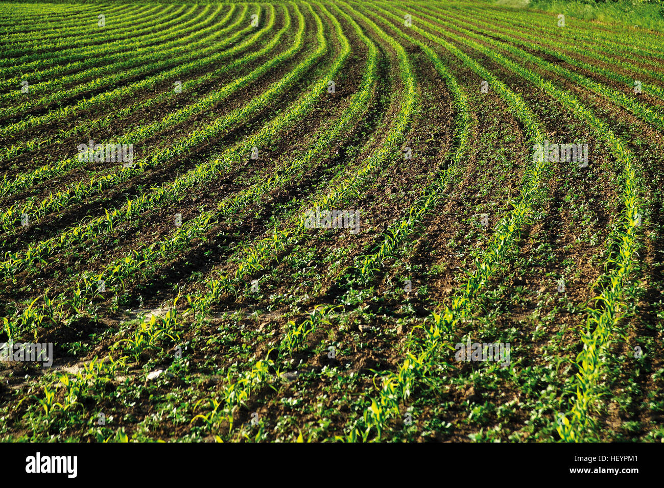 Cornfield, maize field (Zea mays Stock Photo - Alamy